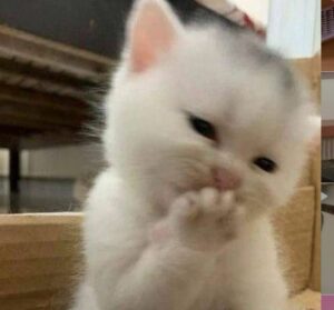 Kumpulan Foto Kucing Meme Paling Lucu Terbagus dan Terlengkap - Blog ...