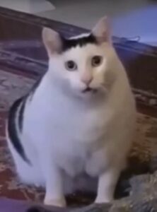 Kumpulan Foto Kucing Meme Paling Lucu Terbagus dan Terlengkap - Blog ...