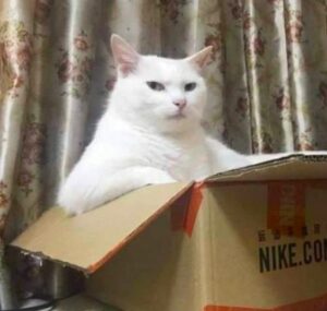 Kumpulan Foto Kucing Meme Paling Lucu Terbagus dan Terlengkap - Blog ...