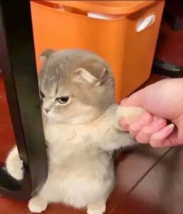 Kumpulan Foto Kucing Meme Paling Lucu Terbagus dan Terlengkap - Blog ...