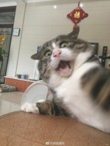 Kumpulan Foto Kucing Meme Paling Lucu Terbagus dan Terlengkap - Blog ...