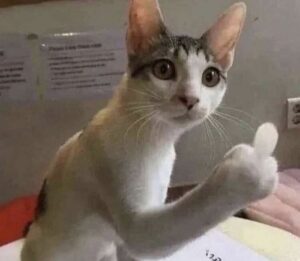 Kumpulan Foto Kucing Meme Paling Lucu Terbagus dan Terlengkap - Blog ...