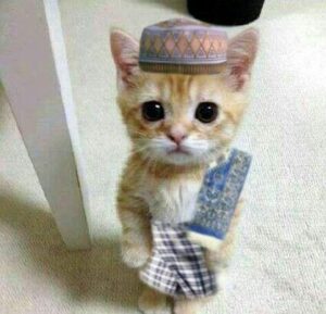Kumpulan Foto Kucing Meme Paling Lucu Terbagus dan Terlengkap - Blog ...