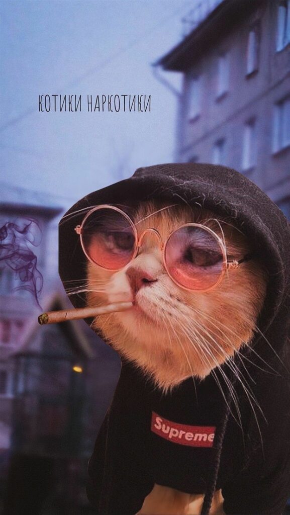 Kumpulan Foto Kucing Keren Terbagus dan Terlengkap - Blog Pengajar Tekno