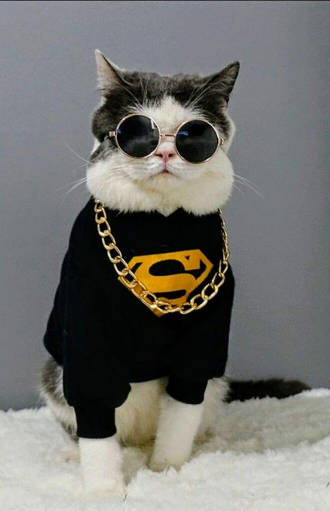 Kumpulan Foto Kucing Keren Terbagus dan Terlengkap - Blog Pengajar Tekno