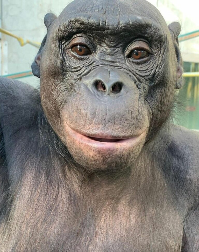 Kumpulan Foto Monyet Selfie Paling Lucu Terbagus dan Terlengkap - Blog ...