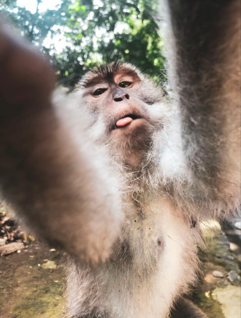 Kumpulan Foto Monyet Selfie Paling Lucu Terbagus dan Terlengkap - Blog Pengajar Tekno