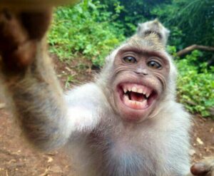 Kumpulan Foto Monyet Selfie Paling Lucu Terbagus dan Terlengkap - Blog ...