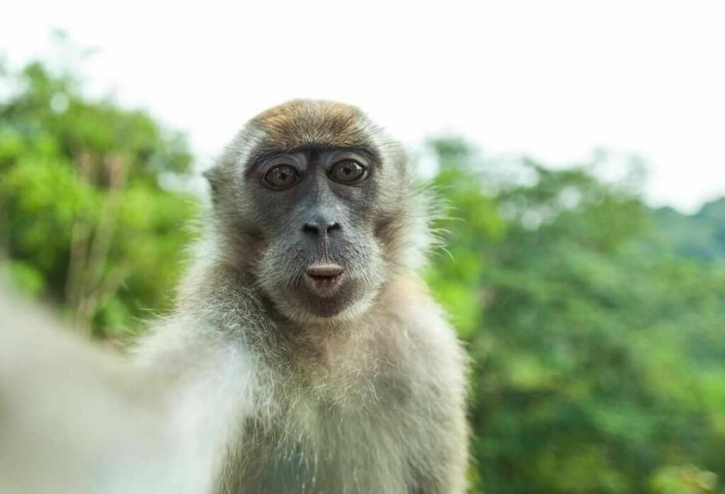 Kumpulan Foto Monyet Selfie Paling Lucu Terbagus dan Terlengkap - Blog ...