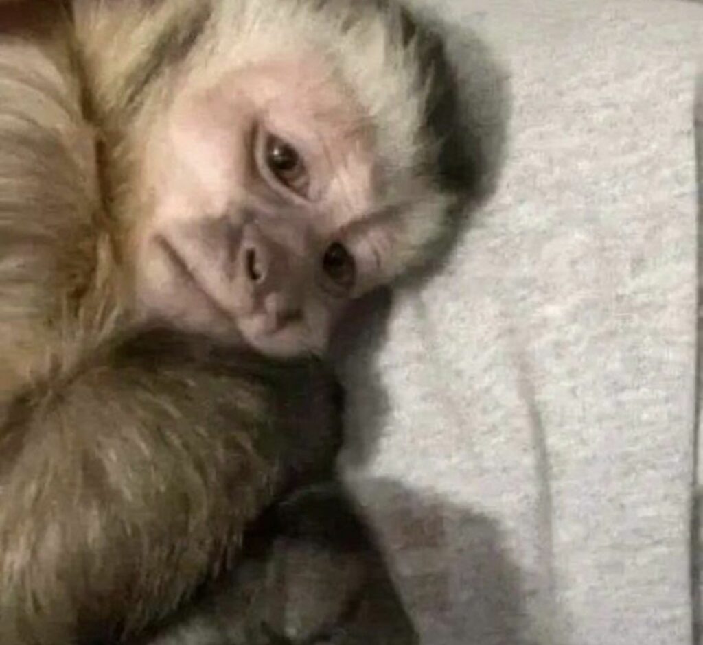 Kumpulan Foto Monyet Selfie Paling Lucu Terbagus dan Terlengkap - Blog ...