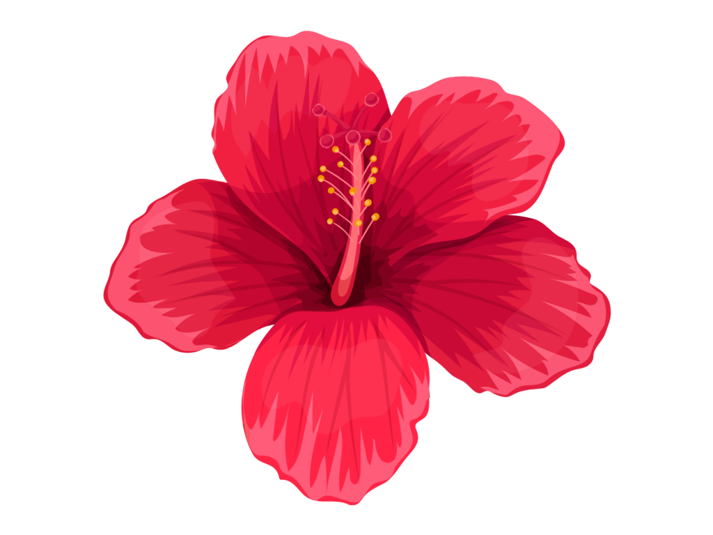 Kumpulan Gambar Bunga Sepatu Terbagus dan Terlengkap - Blog Pengajar Tekno