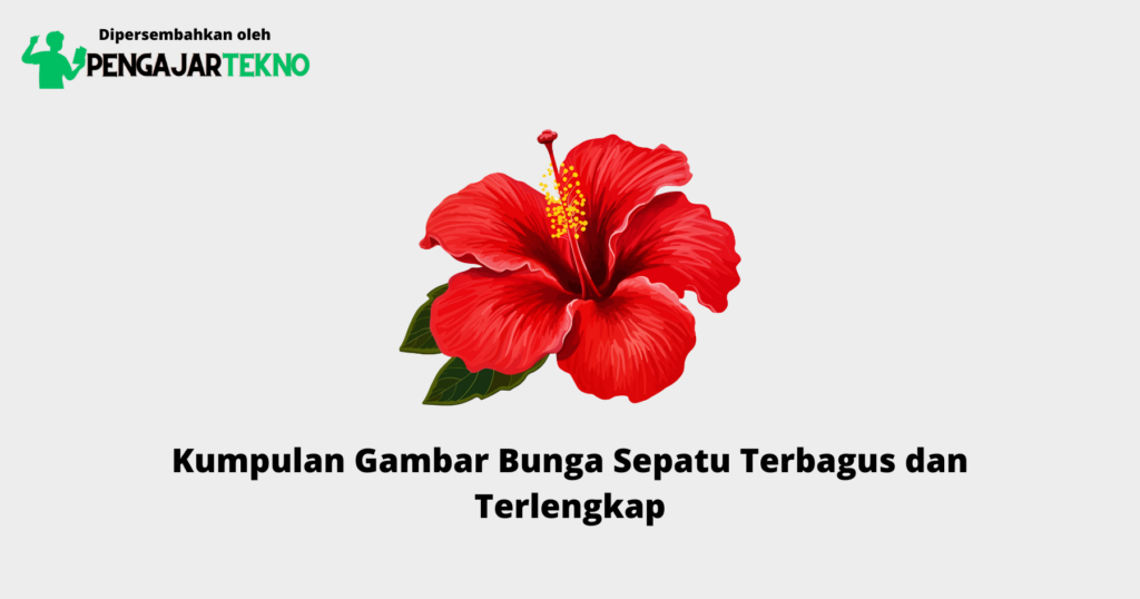 Kumpulan Gambar Bunga Sepatu Terbagus dan Terlengkap - Blog Pengajar Tekno