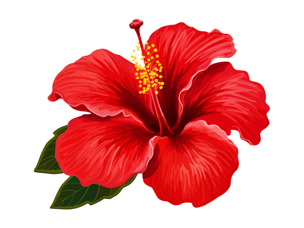 Kumpulan Gambar Bunga Sepatu Terbagus dan Terlengkap - Blog Pengajar Tekno