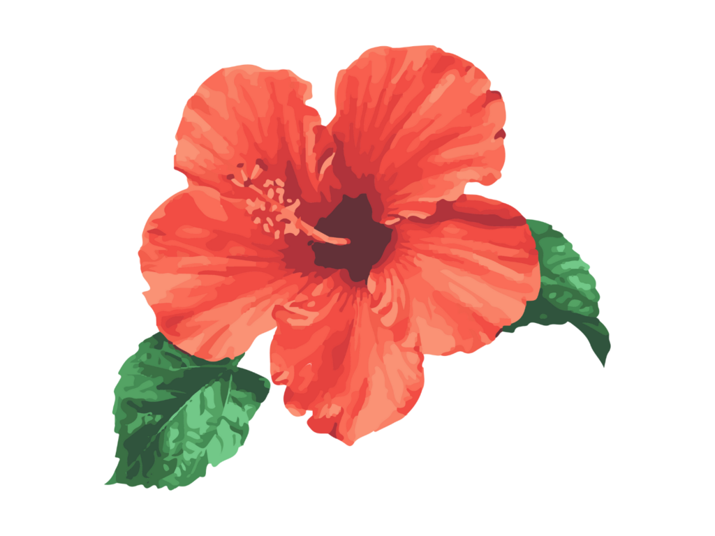 Kumpulan Gambar Bunga Sepatu Terbagus dan Terlengkap - Blog Pengajar Tekno