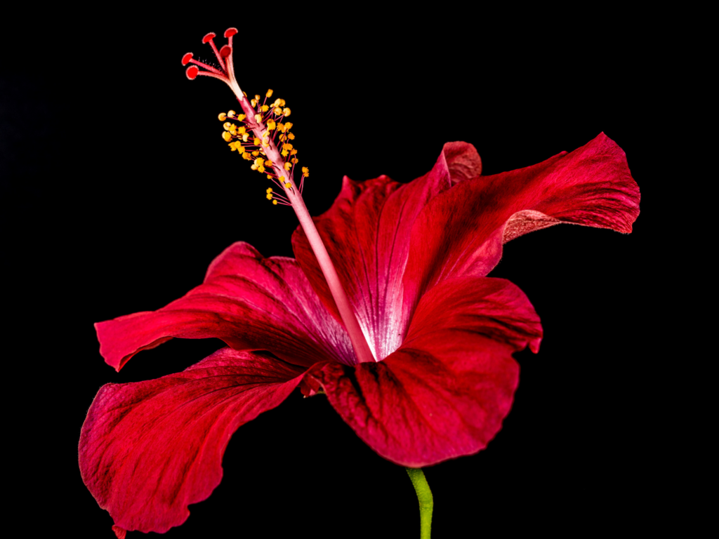 Kumpulan Gambar Bunga Sepatu Terbagus dan Terlengkap - Blog Pengajar Tekno