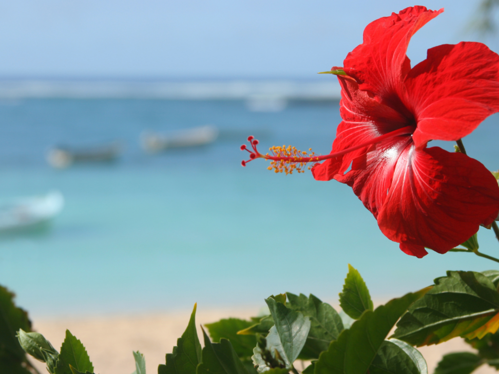 Kumpulan Gambar Bunga Sepatu Terbagus dan Terlengkap - Blog Pengajar Tekno