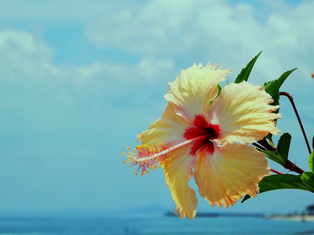 Kumpulan Gambar Bunga Sepatu Terbagus dan Terlengkap - Blog Pengajar Tekno