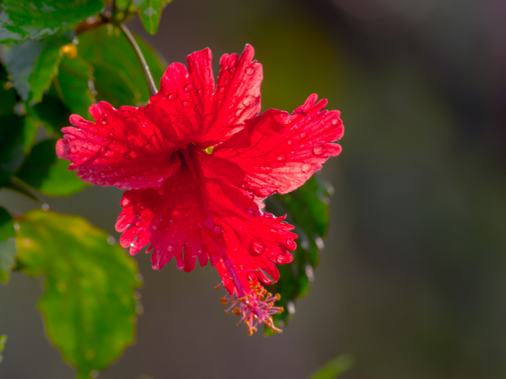 Kumpulan Gambar Bunga Sepatu Terbagus dan Terlengkap - Blog Pengajar Tekno