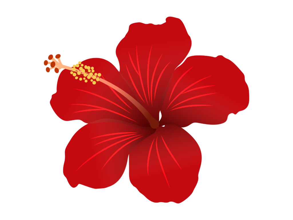 Kumpulan Gambar Bunga Sepatu Terbagus dan Terlengkap - Blog Pengajar Tekno