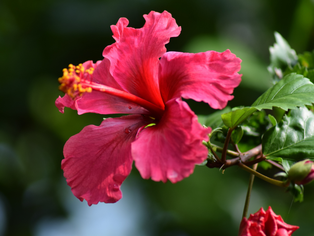 Kumpulan Gambar Bunga Sepatu Terbagus dan Terlengkap - Blog Pengajar Tekno