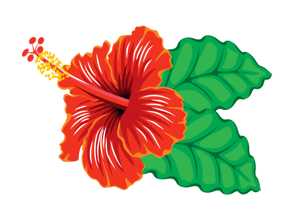 Kumpulan Gambar Bunga Sepatu Terbagus dan Terlengkap - Blog Pengajar Tekno