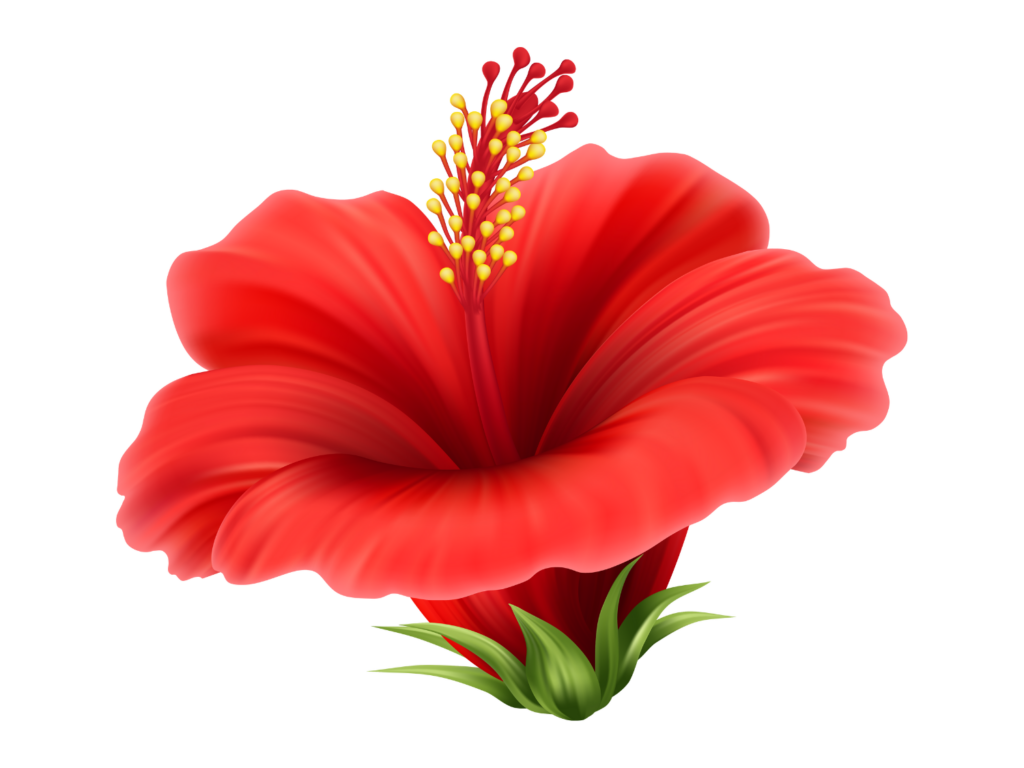 Kumpulan Gambar Bunga Sepatu Terbagus dan Terlengkap - Blog Pengajar Tekno