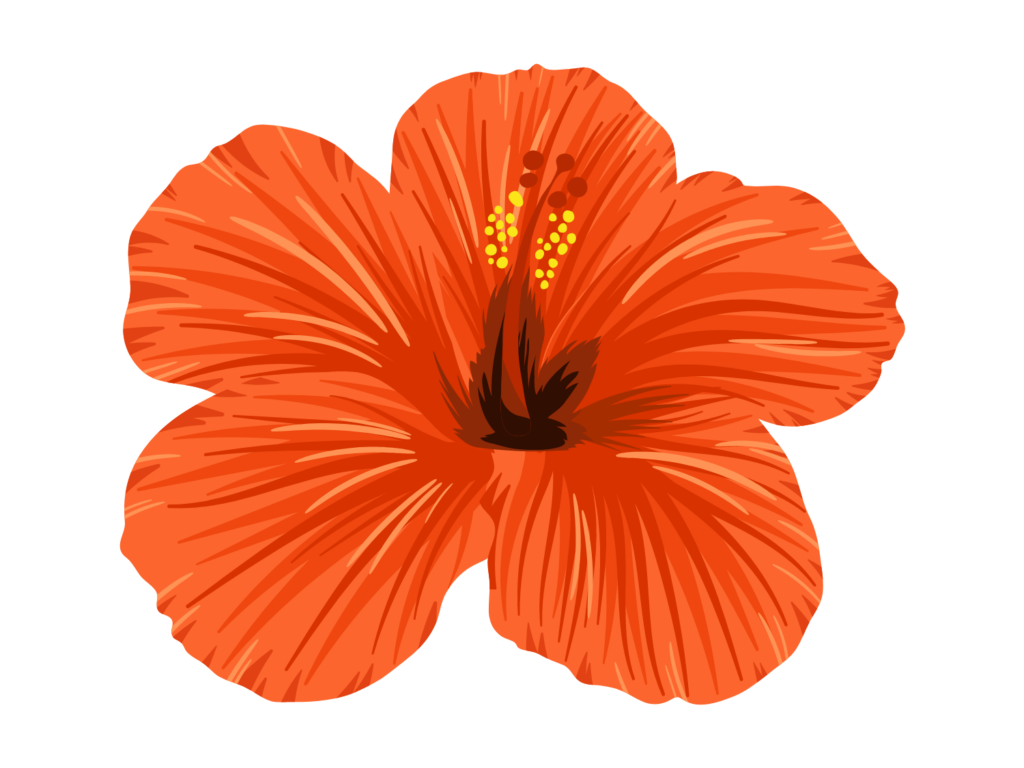 Kumpulan Gambar Bunga Sepatu Terbagus dan Terlengkap - Blog Pengajar Tekno