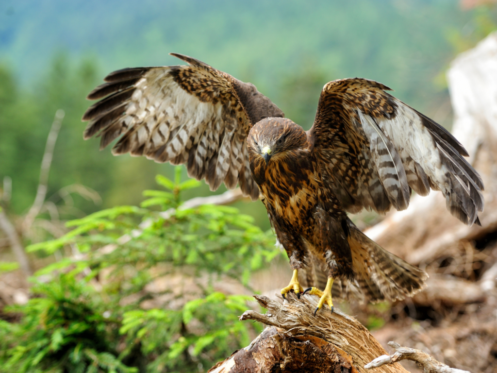 Kumpulan Gambar Burung Elang Paling Bagus dan Terlengkap - Blog ...