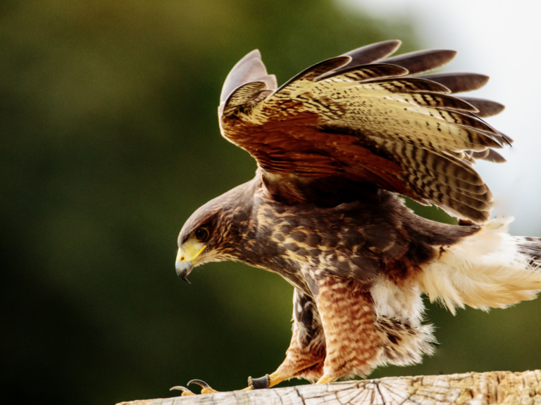 Kumpulan Gambar Burung Elang Paling Bagus dan Terlengkap - Blog ...