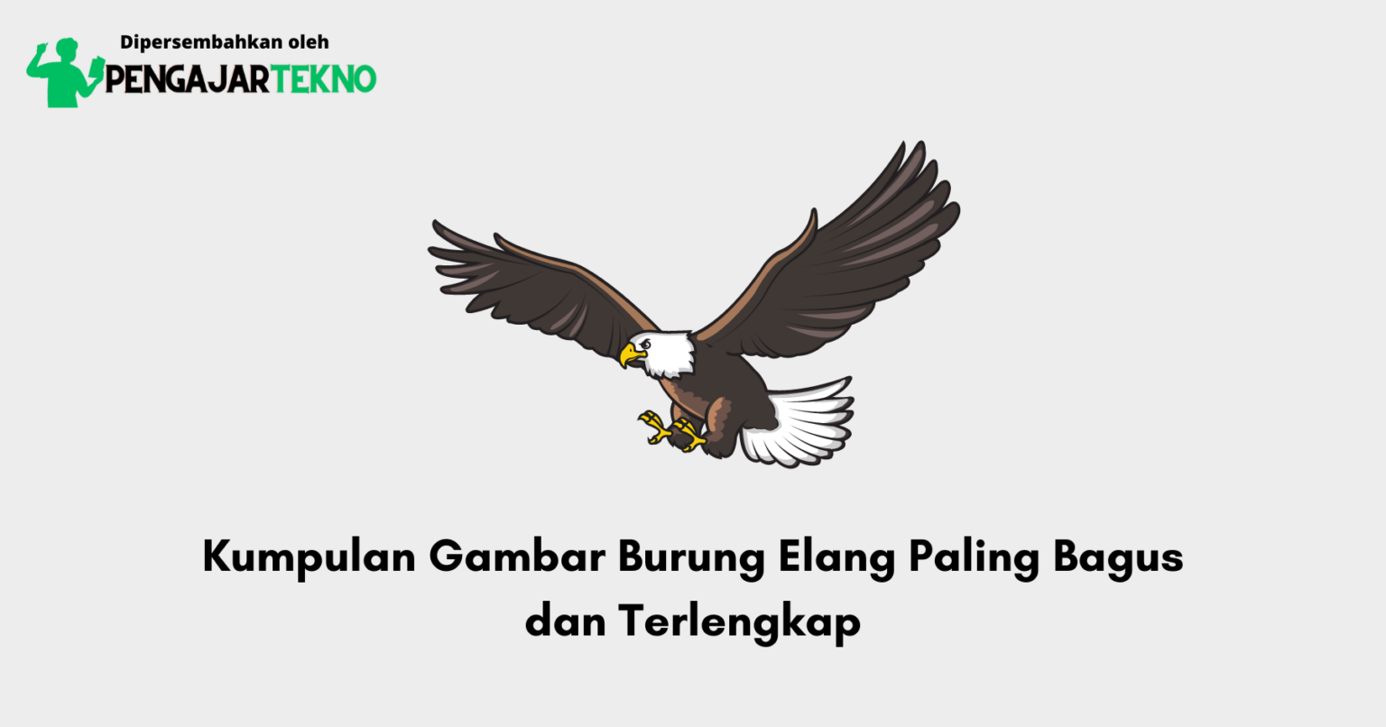 Kumpulan Gambar Burung Elang Paling Bagus dan Terlengkap - Blog ...