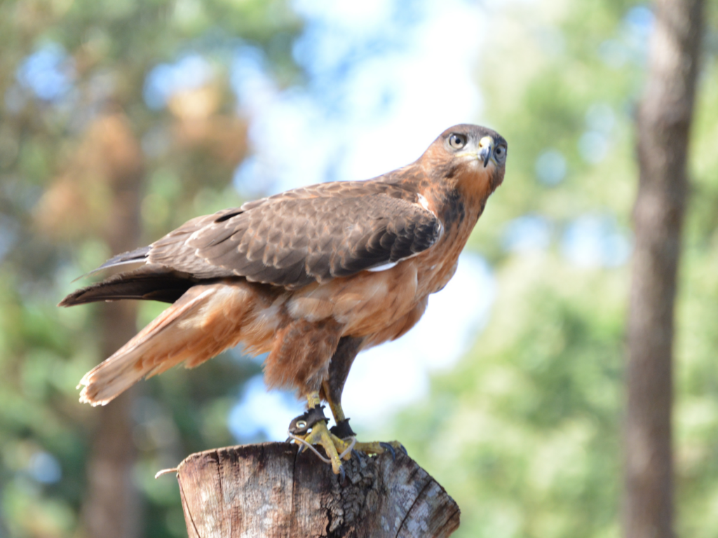 Kumpulan Gambar Burung Elang Paling Bagus dan Terlengkap - Blog ...