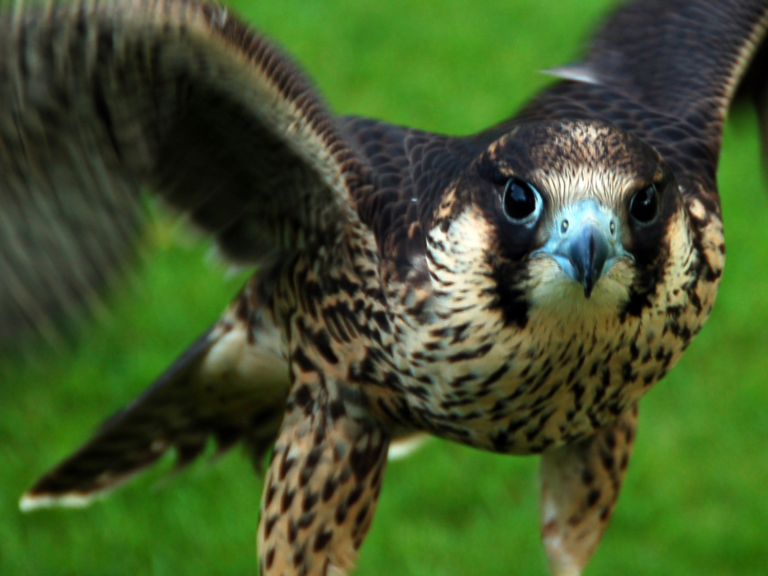 Kumpulan Gambar Burung Elang Paling Bagus dan Terlengkap - Blog ...