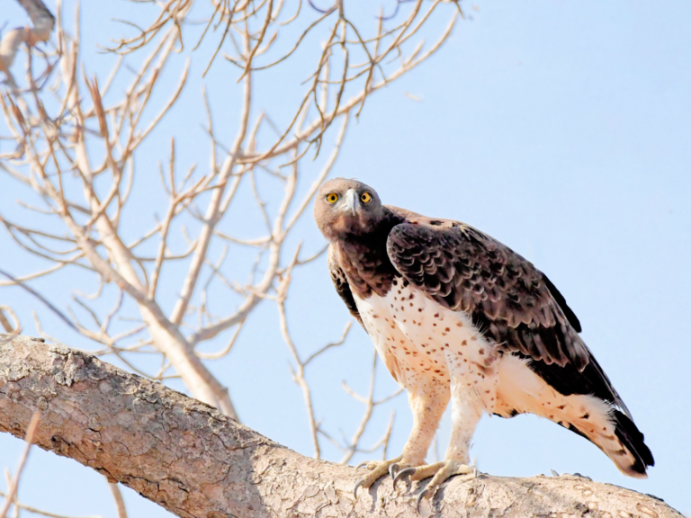 Kumpulan Gambar Burung Elang Paling Bagus dan Terlengkap - Blog ...