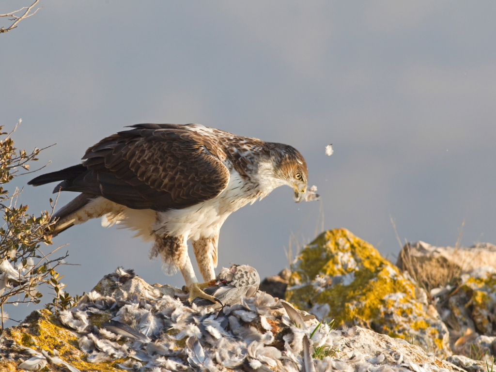 Kumpulan Gambar Burung Elang Paling Bagus dan Terlengkap - Blog ...