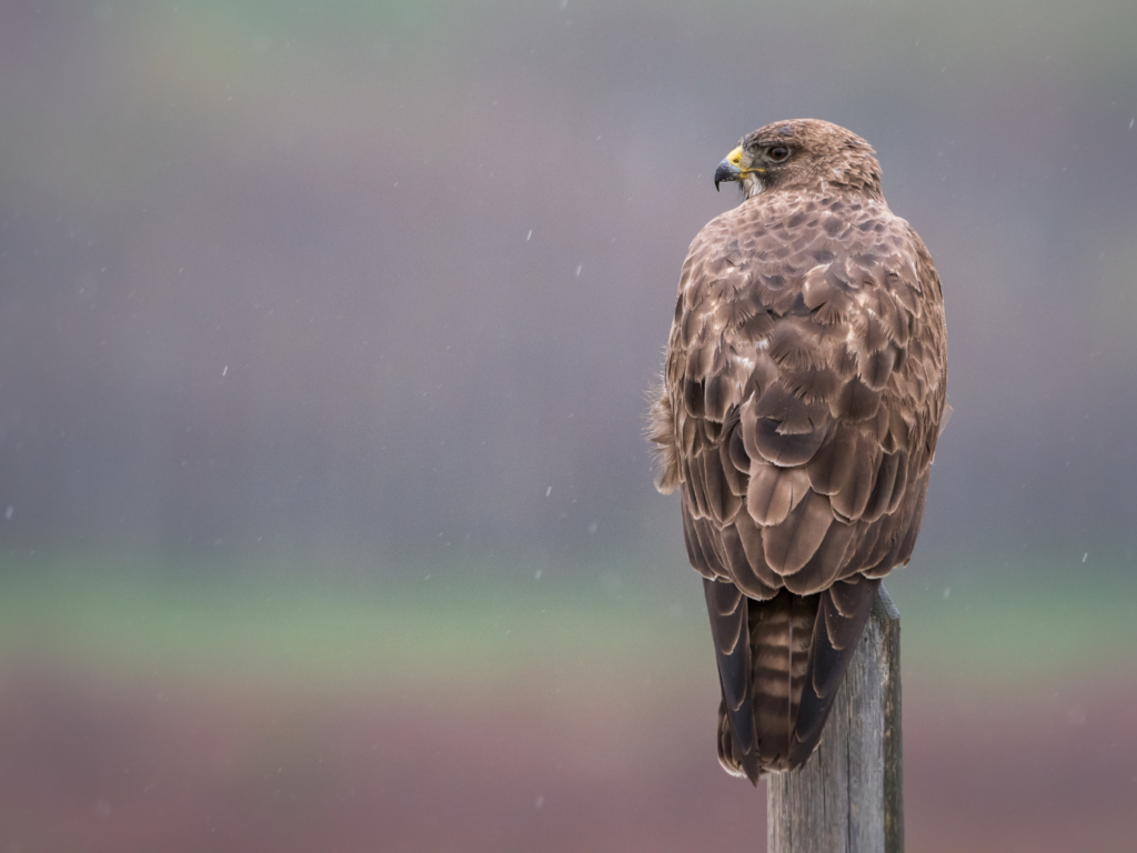 Kumpulan Gambar Burung Elang Paling Bagus dan Terlengkap - Blog ...
