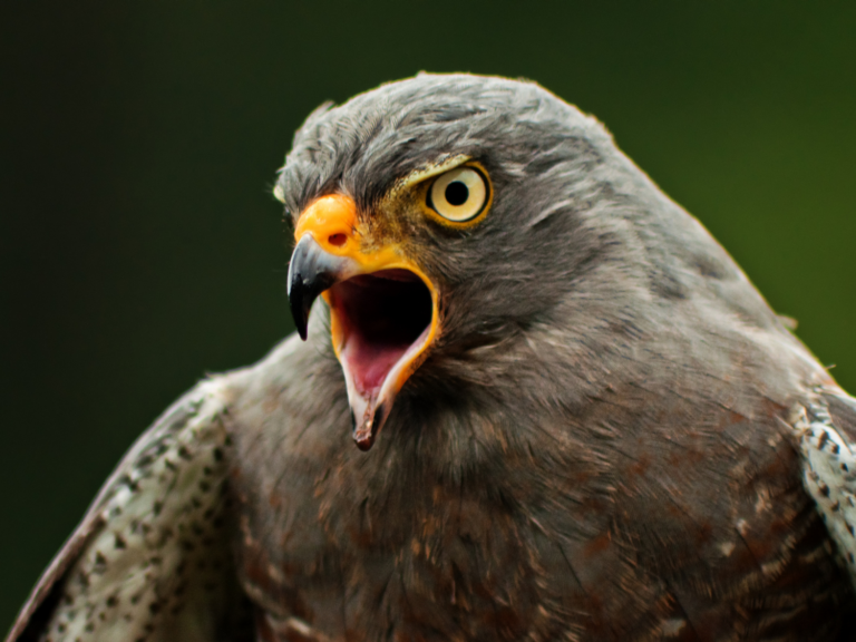 Kumpulan Gambar Burung Elang Paling Bagus dan Terlengkap - Blog ...