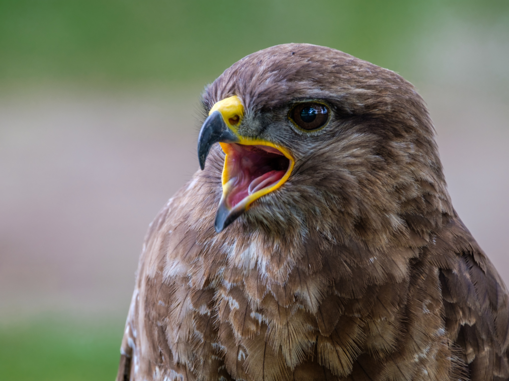 Kumpulan Gambar Burung Elang Paling Bagus dan Terlengkap - Blog ...