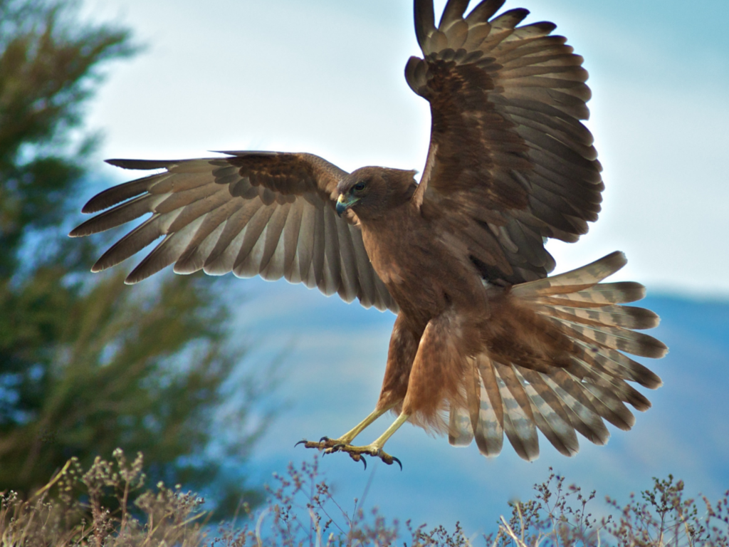 Kumpulan Gambar Burung Elang Paling Bagus dan Terlengkap - Blog ...