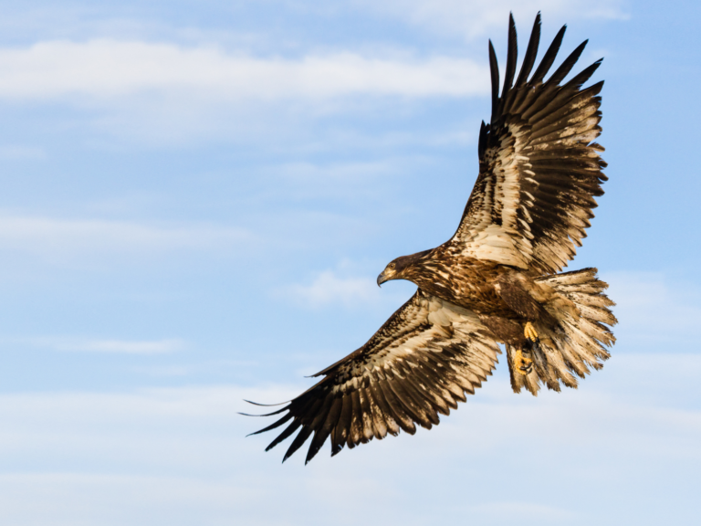 Kumpulan Gambar Burung Elang Paling Bagus dan Terlengkap - Blog ...