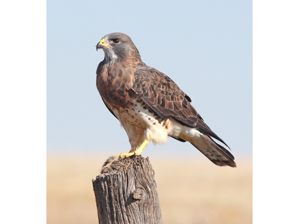 Kumpulan Gambar Burung Elang Paling Bagus dan Terlengkap - Blog ...