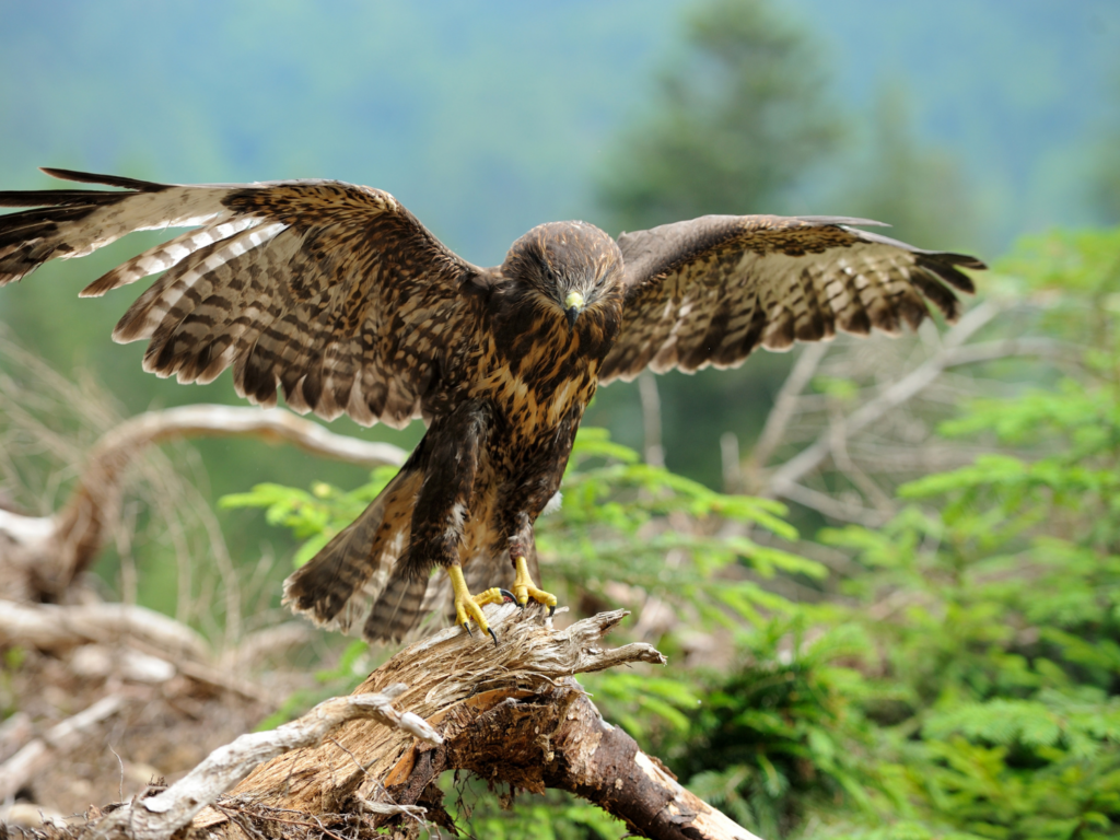 Kumpulan Gambar Burung Elang Paling Bagus dan Terlengkap - Blog ...