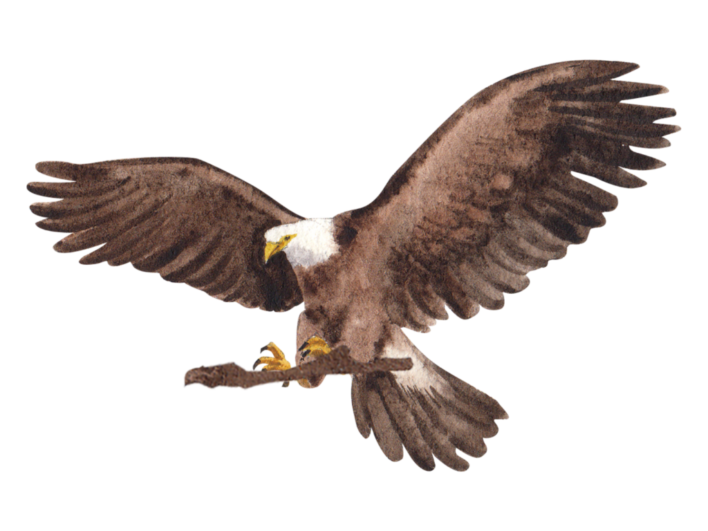 Kumpulan Gambar Burung Elang Paling Bagus dan Terlengkap - Blog ...