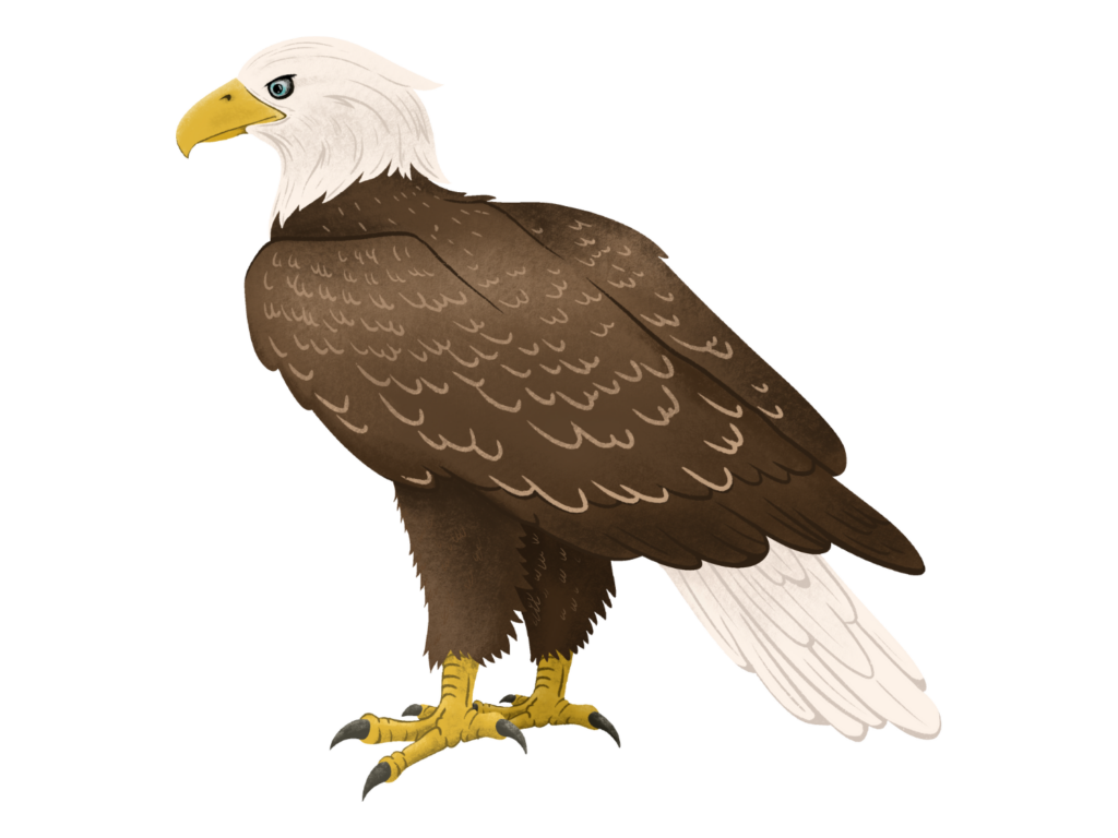 Kumpulan Gambar Burung Elang Paling Bagus dan Terlengkap - Blog ...