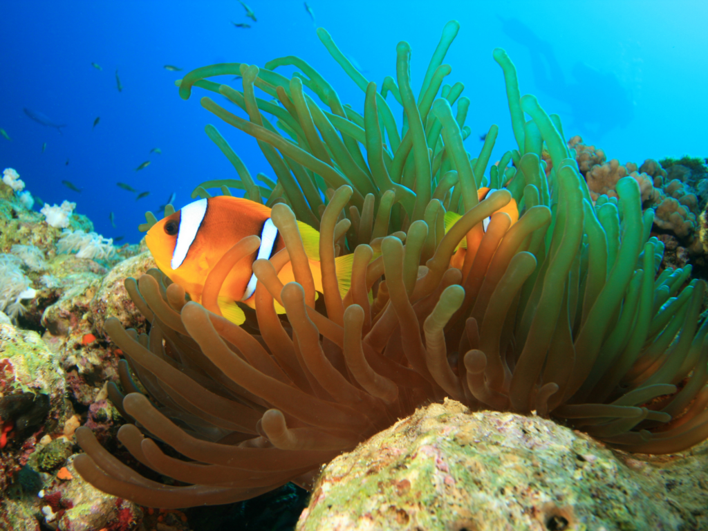 Kumpulan Gambar Ikan Nemo Paling Bagus dan Terlengkap - Blog Pengajar Tekno