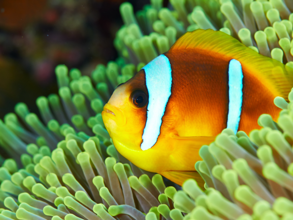Kumpulan Gambar Ikan Nemo Paling Bagus dan Terlengkap - Blog Pengajar Tekno