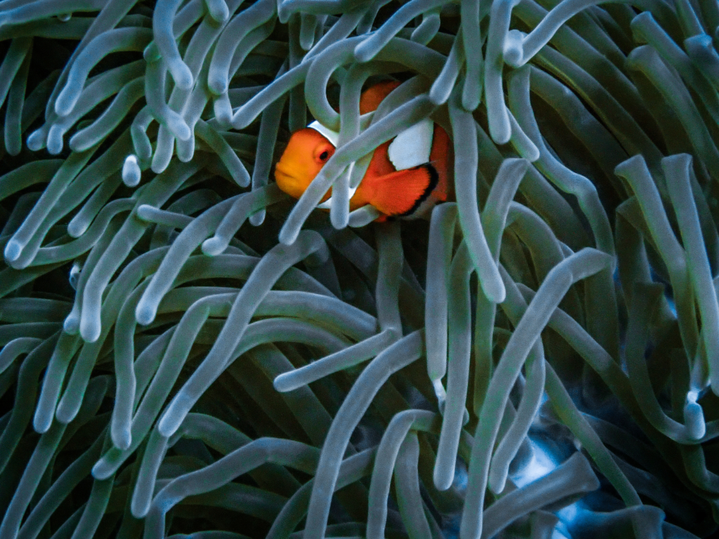 Kumpulan Gambar Ikan Nemo Paling Bagus dan Terlengkap - Blog Pengajar Tekno
