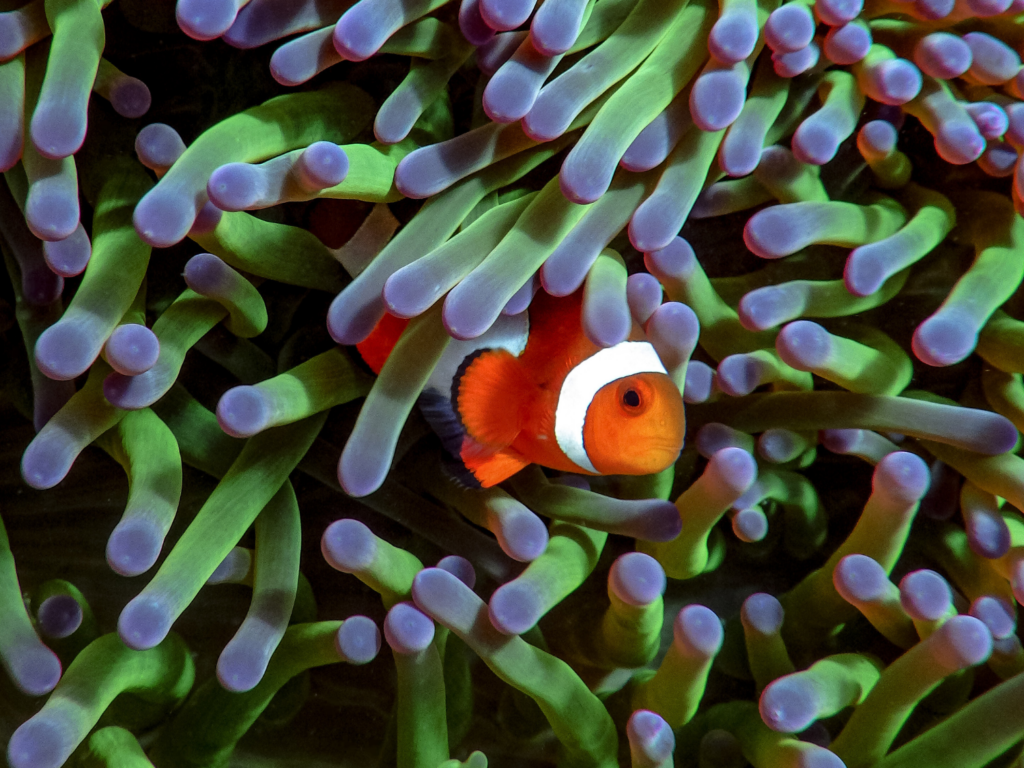 Kumpulan Gambar Ikan Nemo Paling Bagus dan Terlengkap - Blog Pengajar Tekno