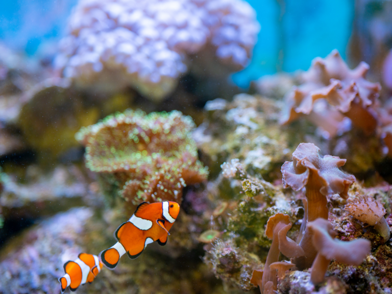 Kumpulan Gambar Ikan Nemo Paling Bagus dan Terlengkap - Blog Pengajar Tekno