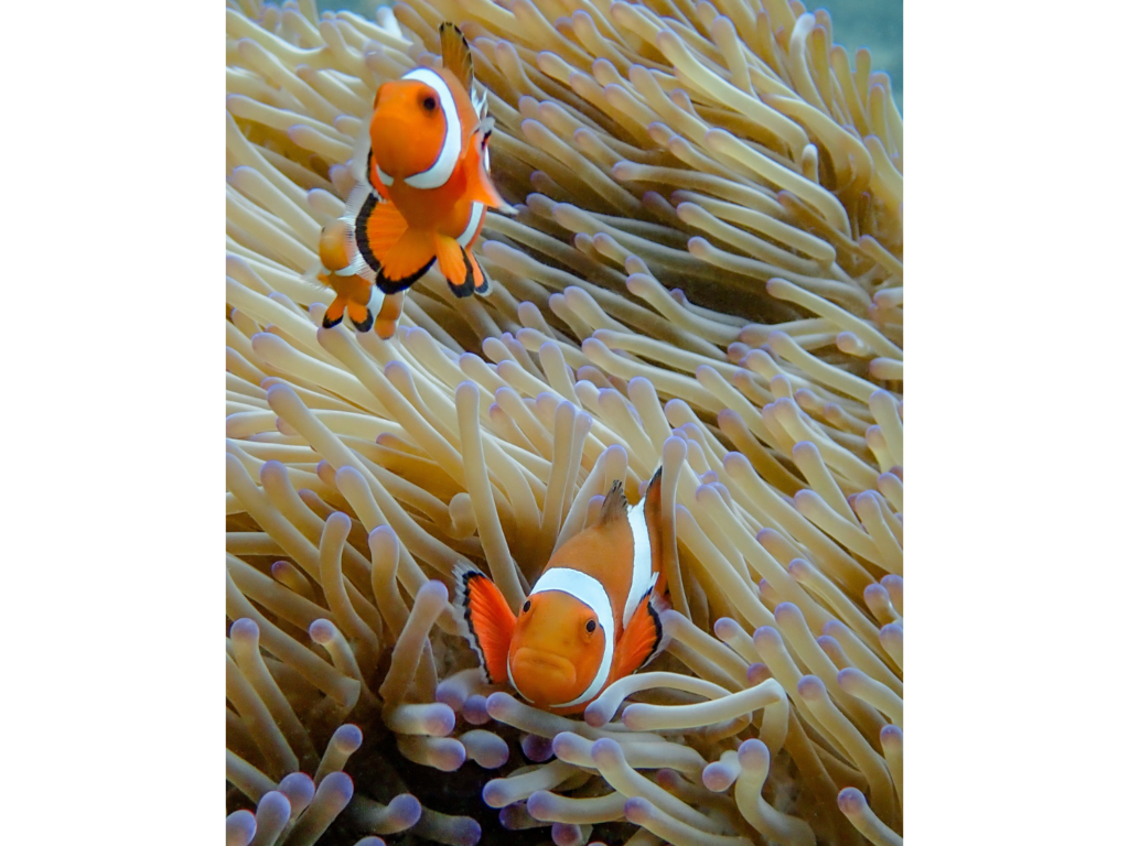 Kumpulan Gambar Ikan Nemo Paling Bagus dan Terlengkap - Blog Pengajar Tekno