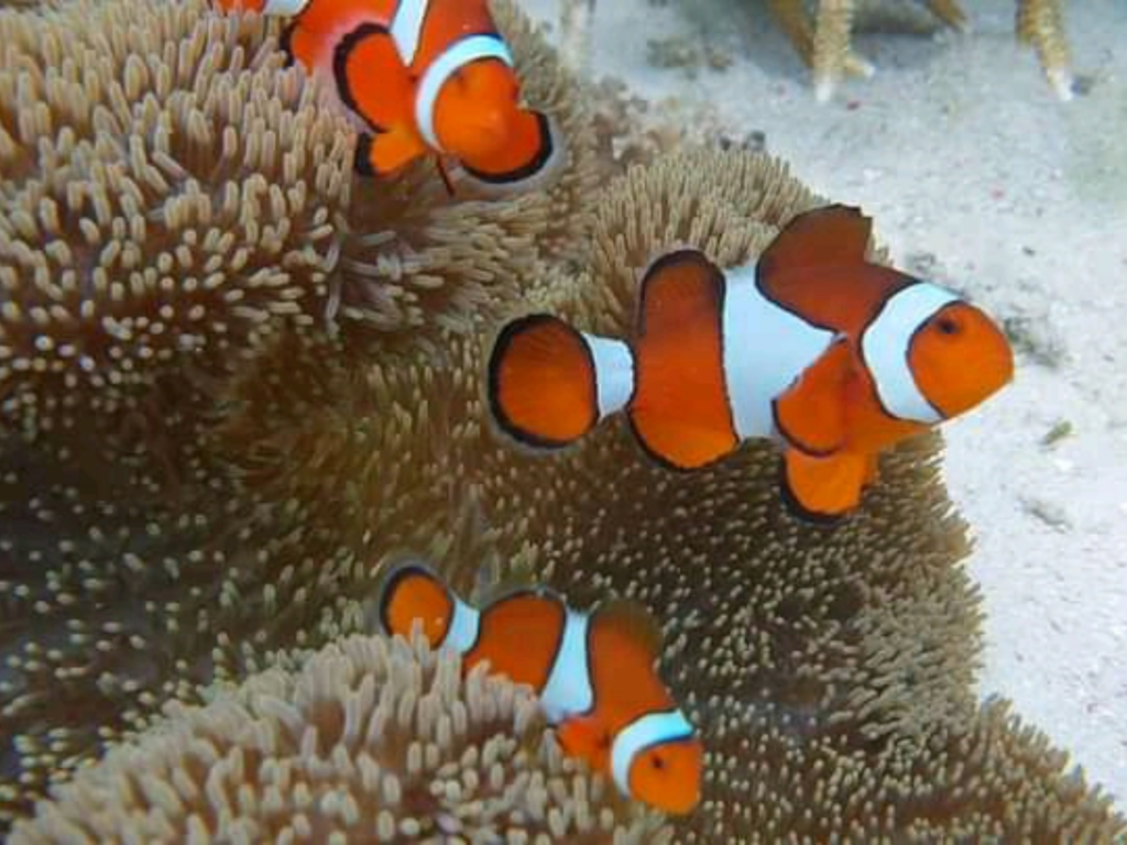 Kumpulan Gambar Ikan Nemo Paling Bagus dan Terlengkap - Blog Pengajar Tekno